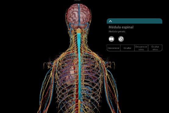 Malformación Arteriovenosa (MAV): Causas y tratamiento